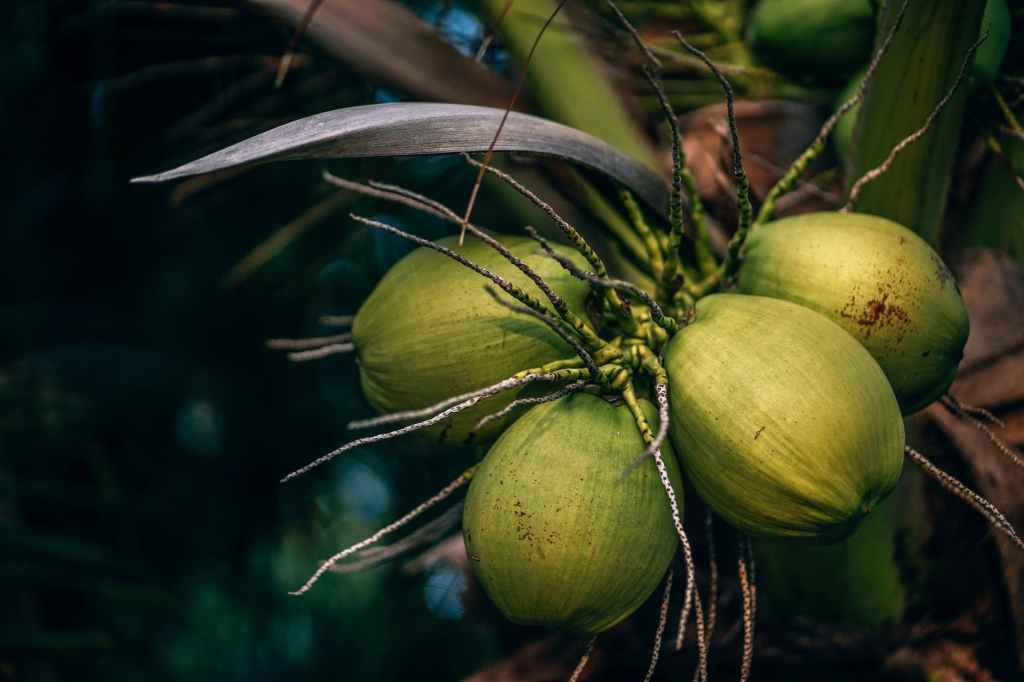 Growing Marijuana in Coco Coir: Insider Secrets – Growing Marijuana ...