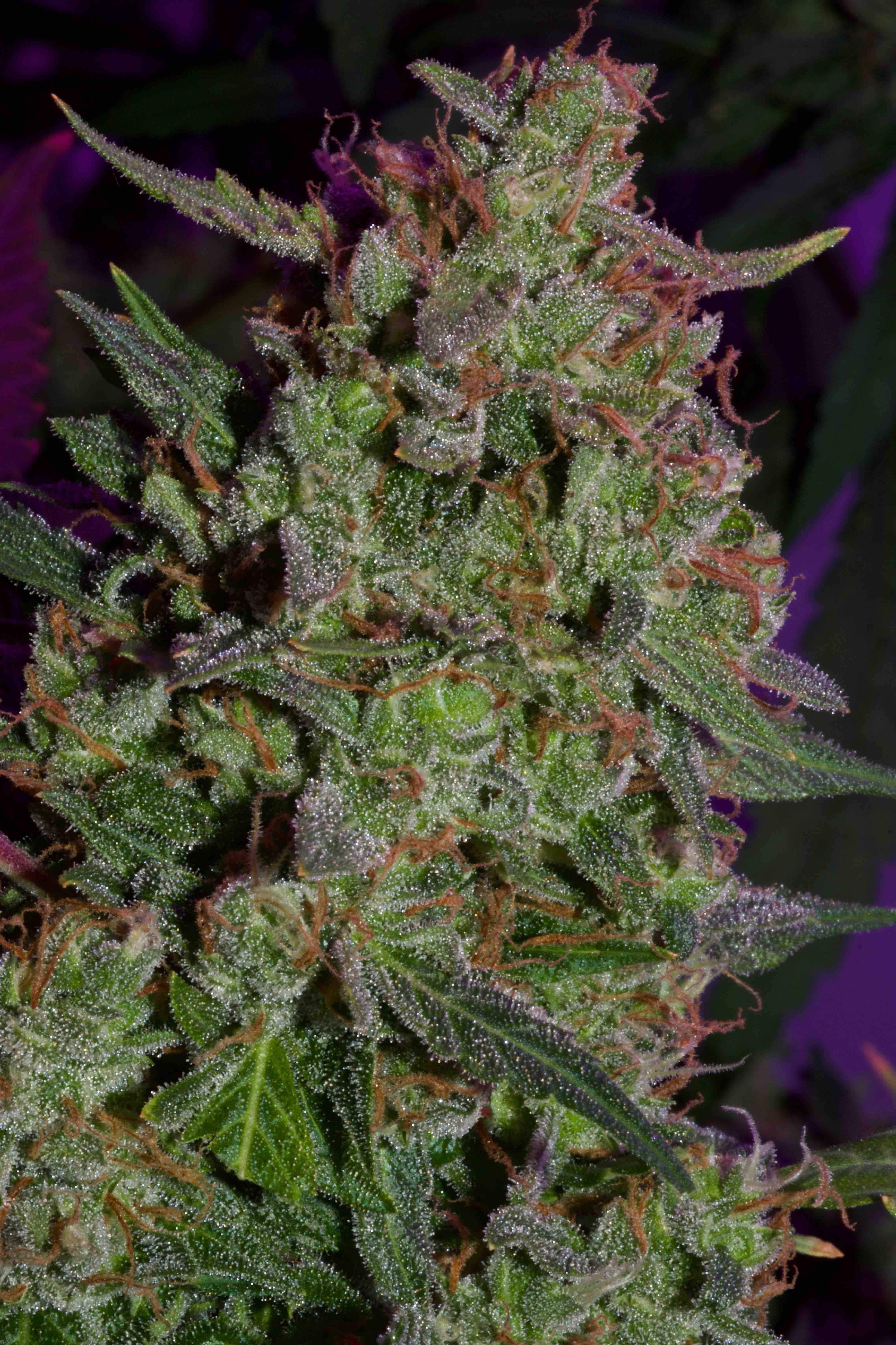 Dreamy Haze: Pure Haze Autoflower Marijuana Delivers – Growing ...