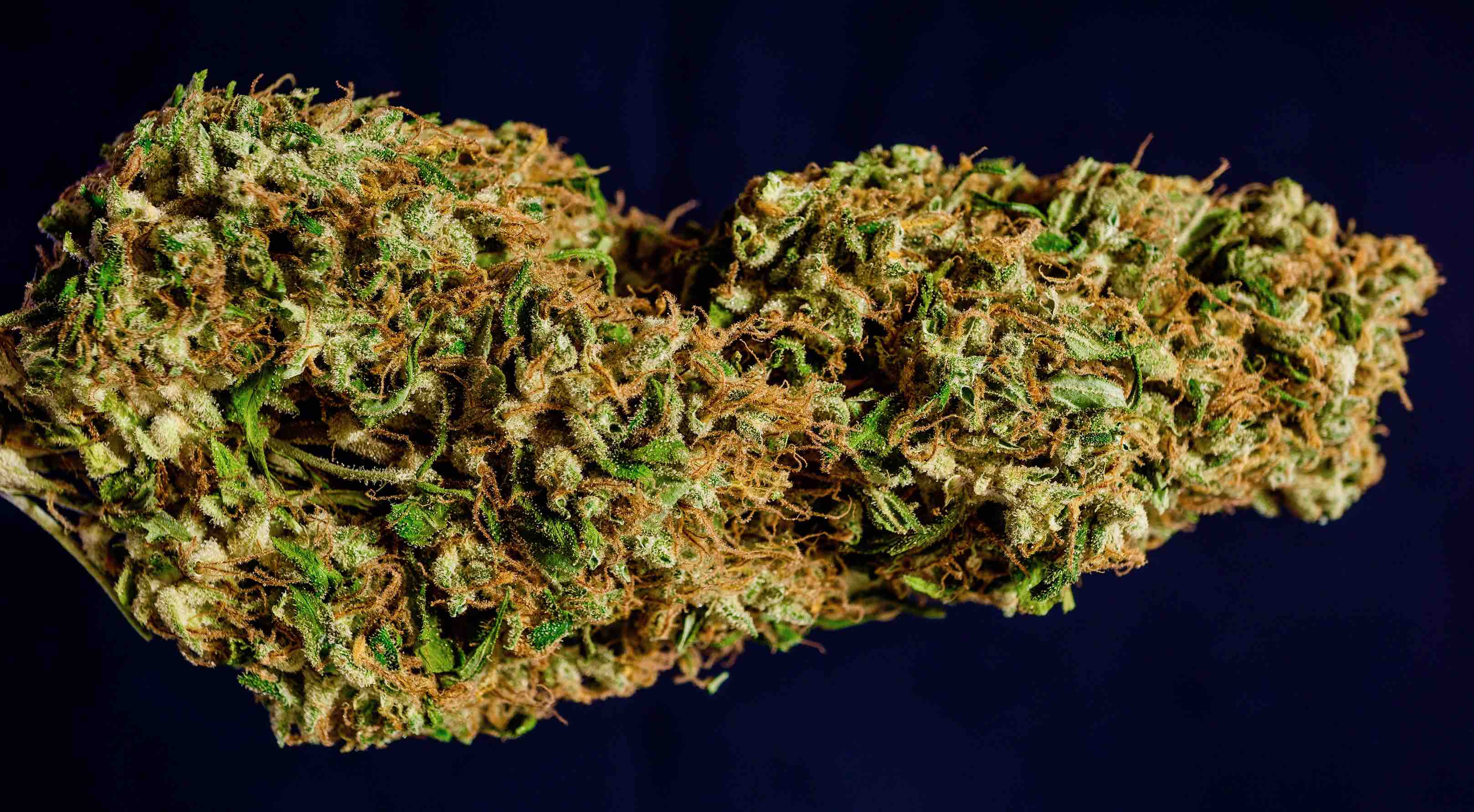 How to Know You’re Growing Killer Weed – Growing Marijuana Perfectly!