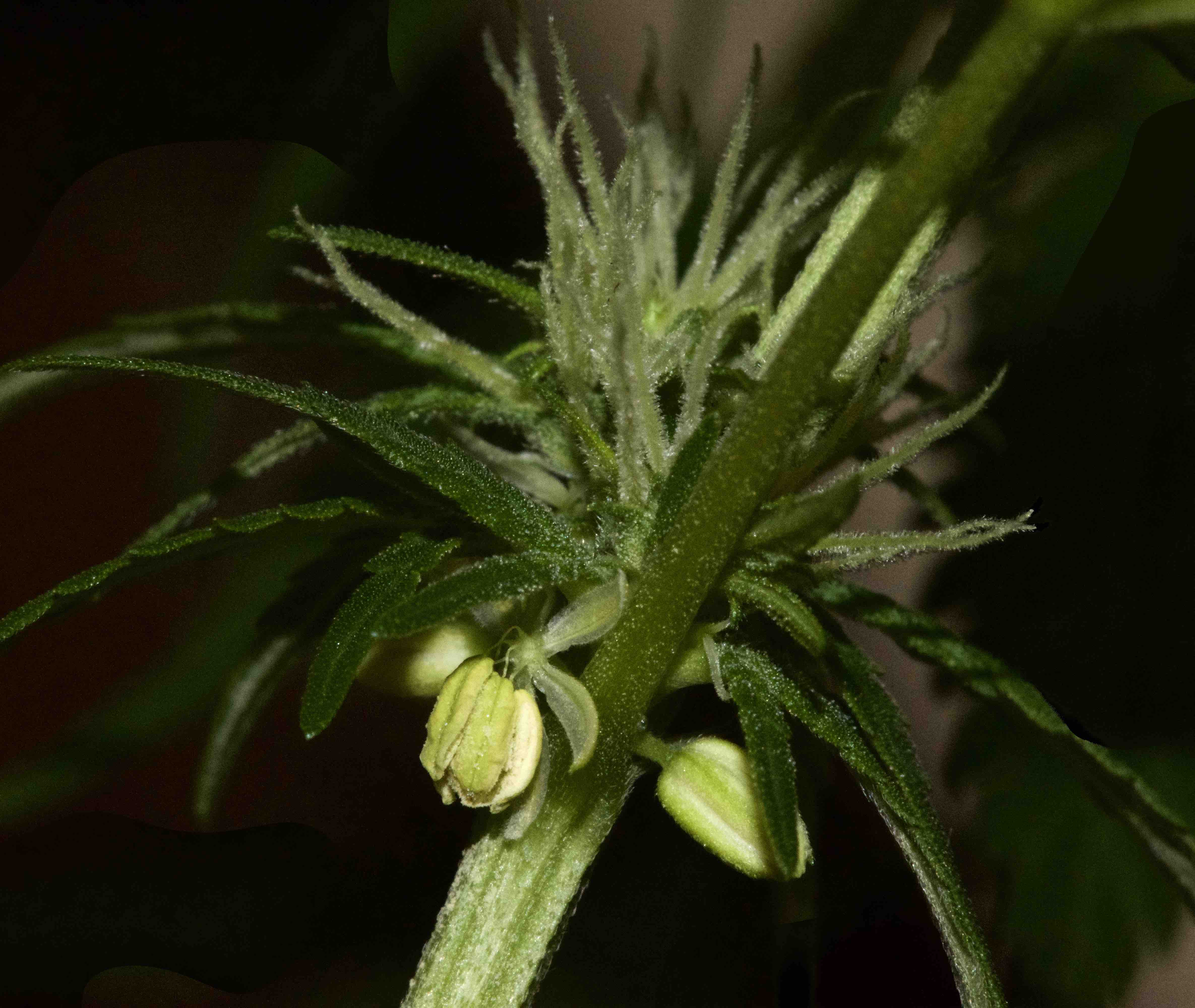 How to Prevent, Detect & Manage Hermaphrodite (Hermie) Marijuana Plants ...