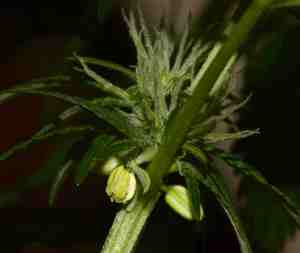 How to Prevent, Detect & Manage Hermaphrodite (Hermie) Marijuana Plants ...