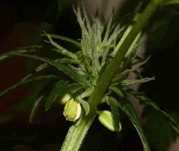 How to Prevent, Detect & Manage Hermaphrodite (Hermie) Marijuana Plants ...