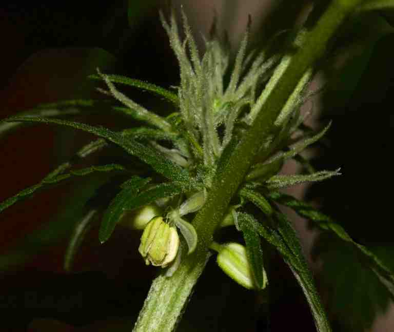 How to Prevent, Detect & Manage Hermaphrodite (Hermie) Marijuana Plants ...