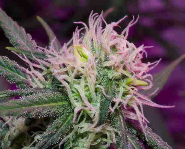 How to Prevent, Detect & Manage Hermaphrodite (Hermie) Marijuana Plants ...