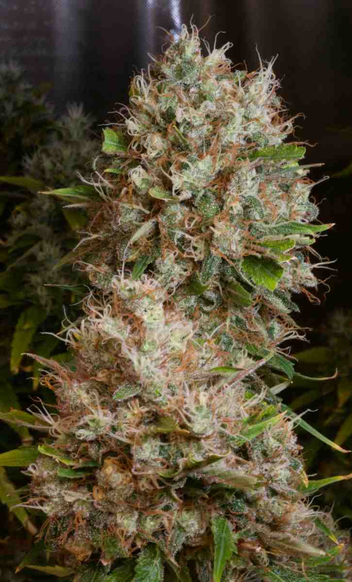 Marijuana Marriage of Kali Mist & Bubble Gum Produces KaliBubba ...