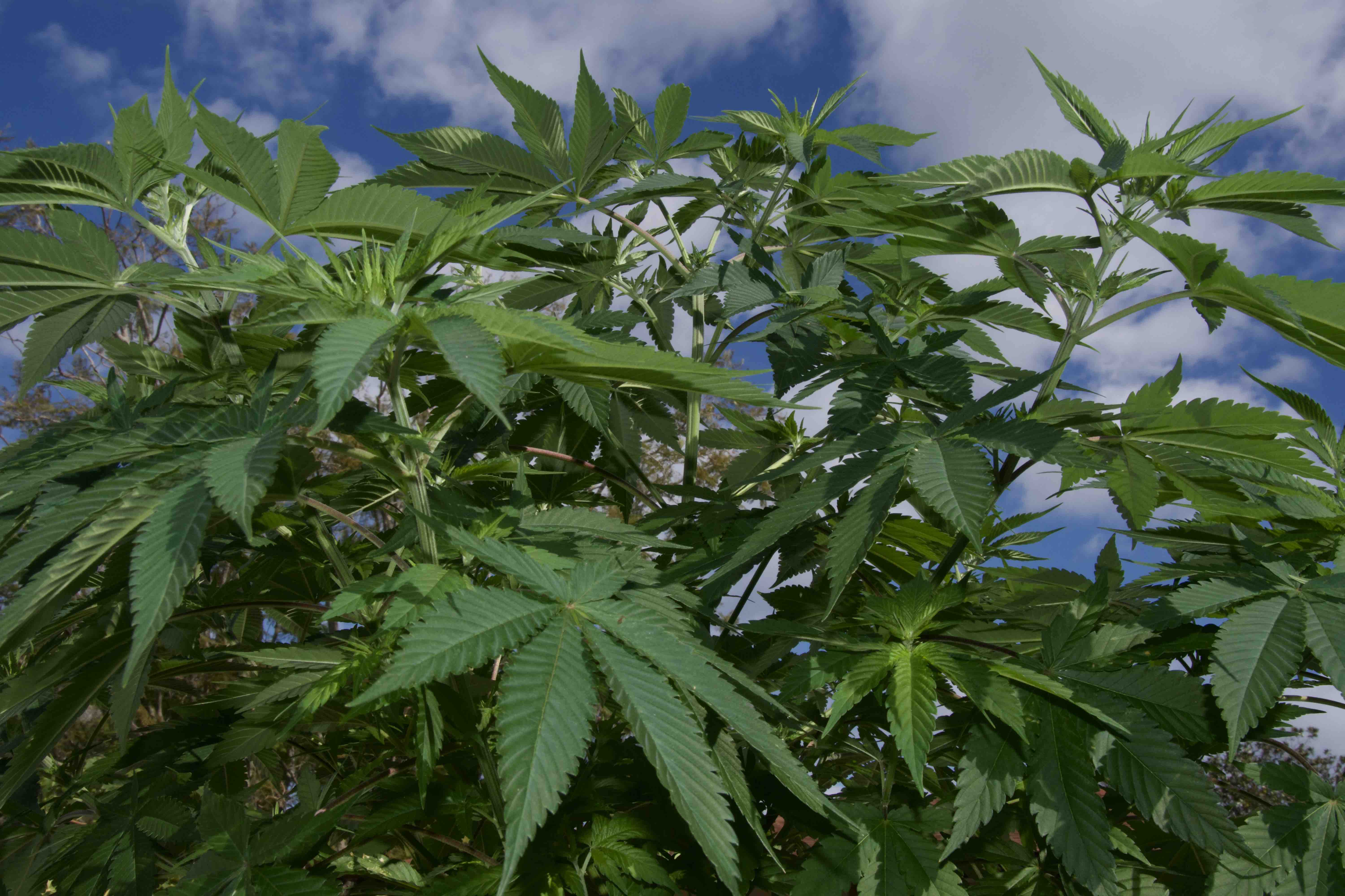 How to Supercharge Your Outdoor Marijuana Growing Season – Growing ...