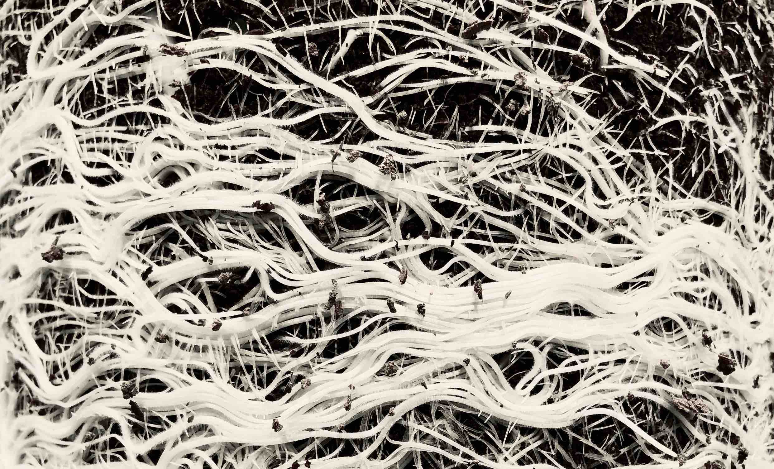 Using Beneficial Microbes to Boost Your Marijuana Roots – Growing ...