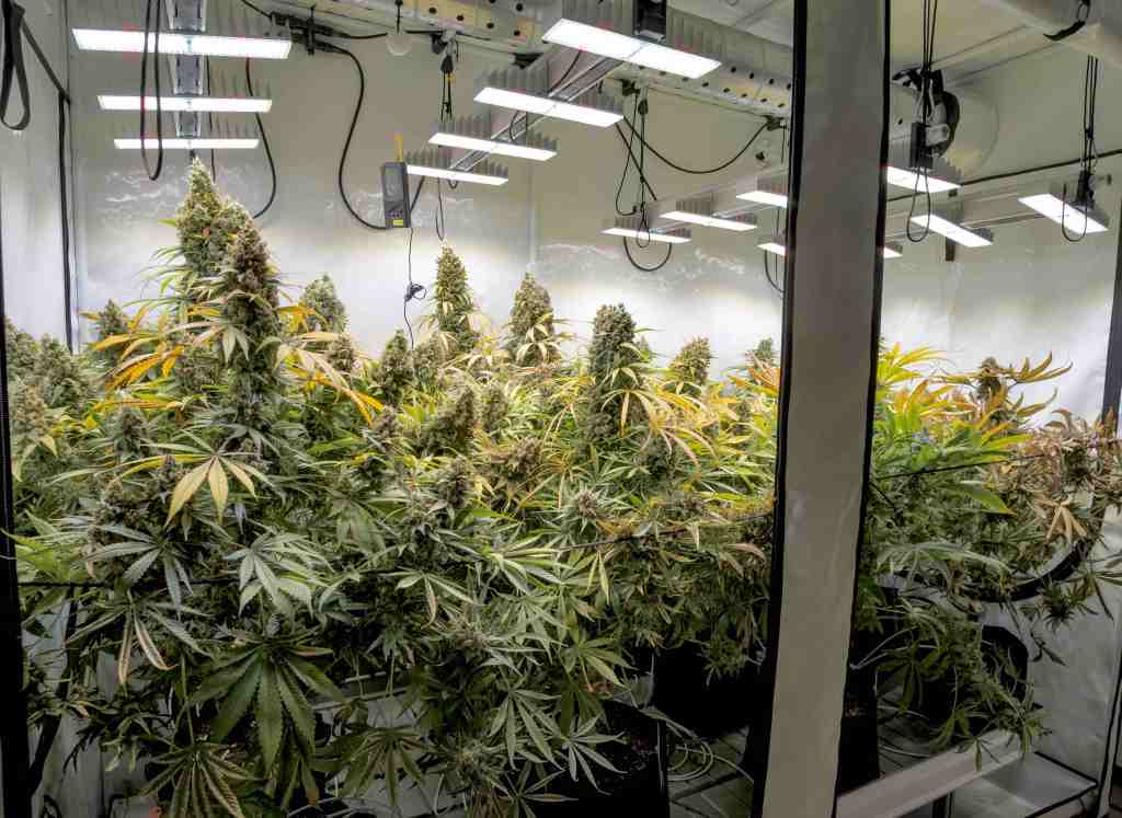 Here’s a Perfect Indoor Marijuana Growing Set-Up & Template – Growing ...