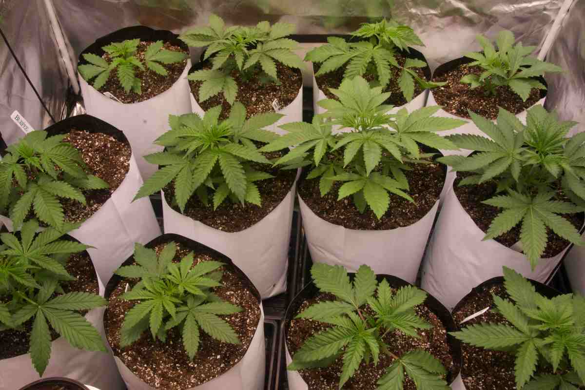 How to Choose Marijuana Strains Perfect for You! – Growing Marijuana ...