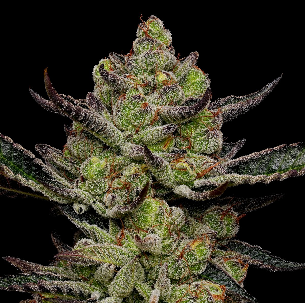 Humboldt Seed Company Poddy Mouth: Huge Bracts Covered in Resin ...