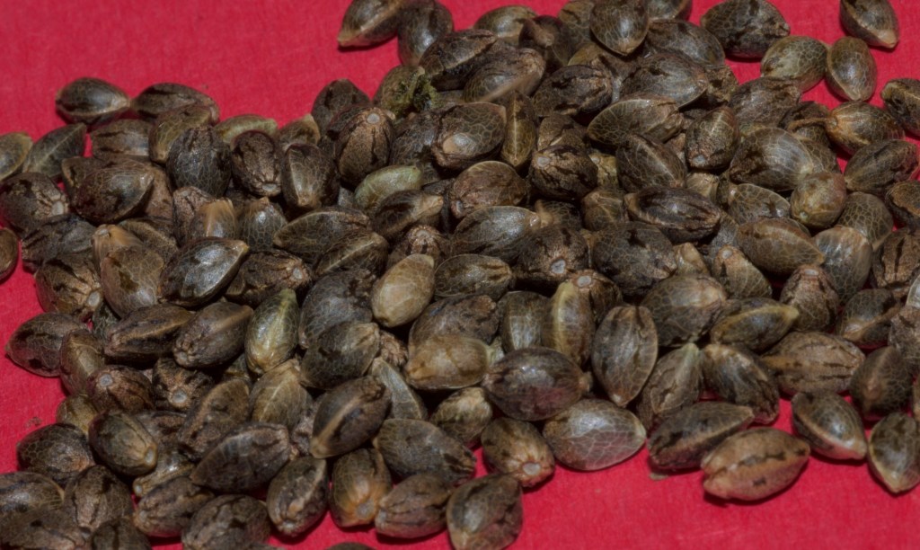 Trump & MAGA: Not Friends of the Marijuana Seeds Industry or Marijuana ...