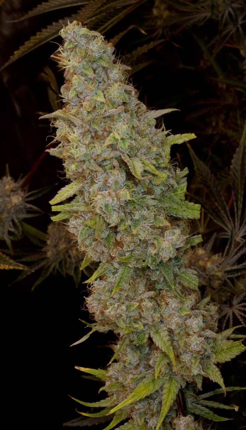 Humboldt Seed Company Banana OG Kush Cultivation Report – Growing ...
